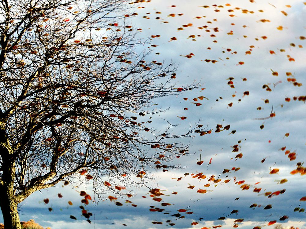 Gust Of Wind Blowing Leaves Off A Tree In Autumn Smithsonian Photo