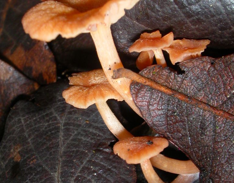 Mexican fungi | Smithsonian Photo Contest | Smithsonian Magazine
