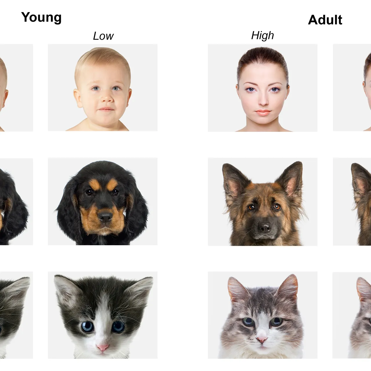 do dogs like kittens