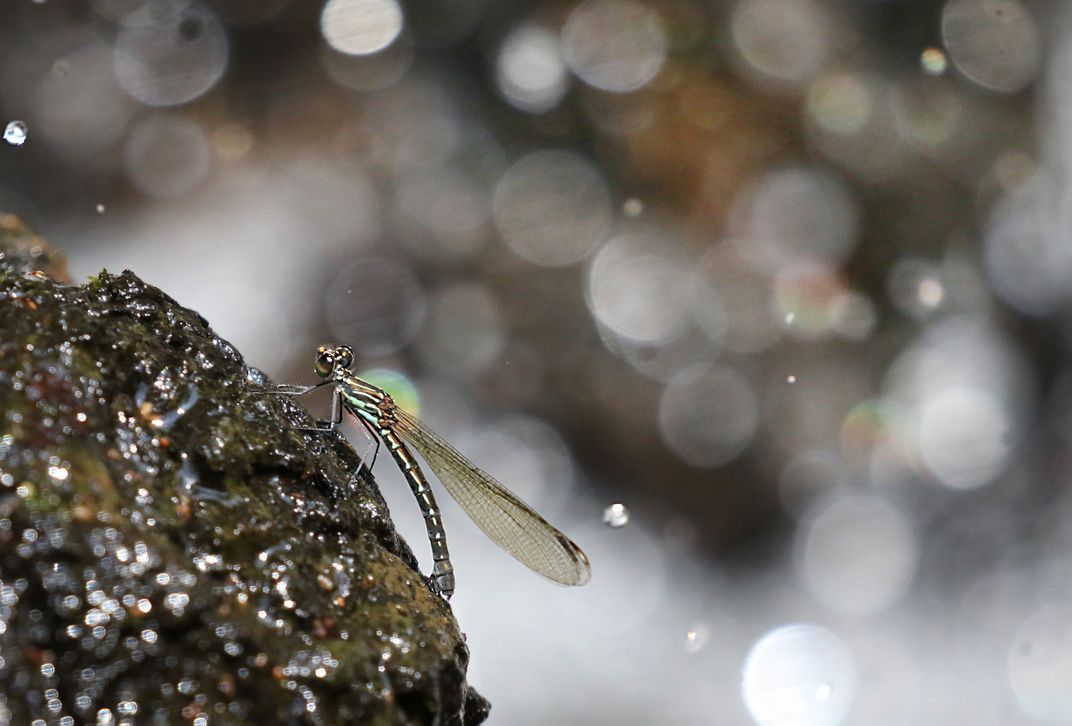 A female blue jewel damselfly laying eggs on a watery rock ...