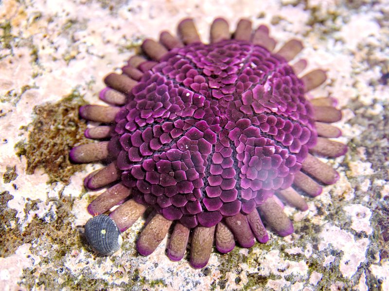 Shingle or helmet urchins, known as haukeuke kaupali in Hawaiian, are ...