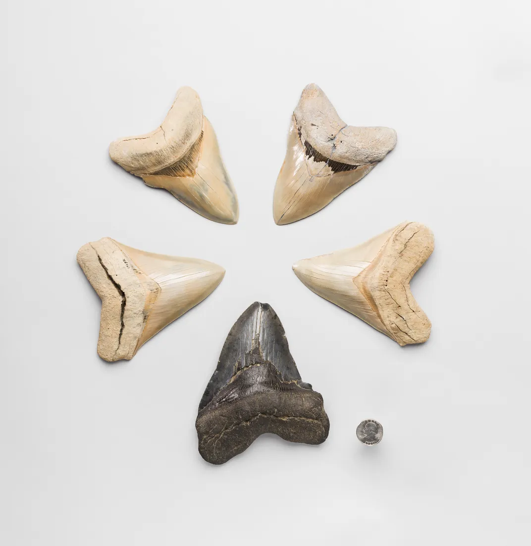 What Natural History Objects Represent Your State? You Can Find Out in ...