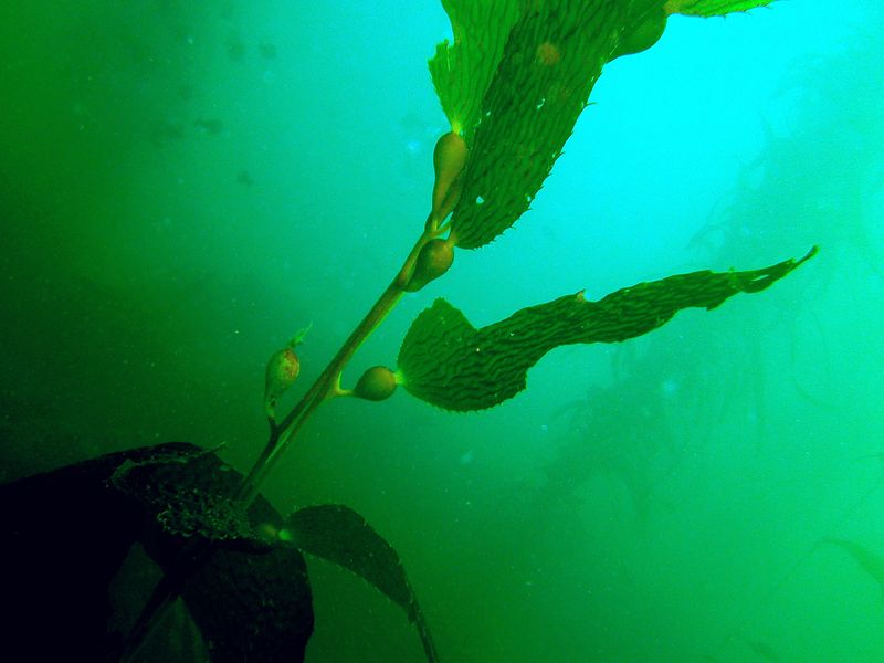 Kelp Frond | Smithsonian Photo Contest | Smithsonian Magazine