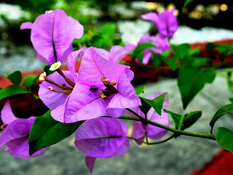 an ant on flower. | Smithsonian Photo Contest | Smithsonian Magazine