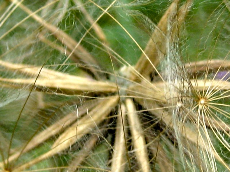 Magnified flower 2 | Smithsonian Photo Contest | Smithsonian Magazine