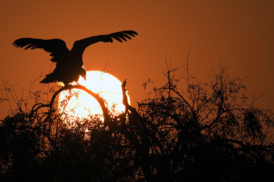 Vulture at sunrise | Smithsonian Photo Contest | Smithsonian Magazine