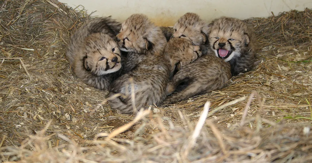 cheetah inbreeding problems