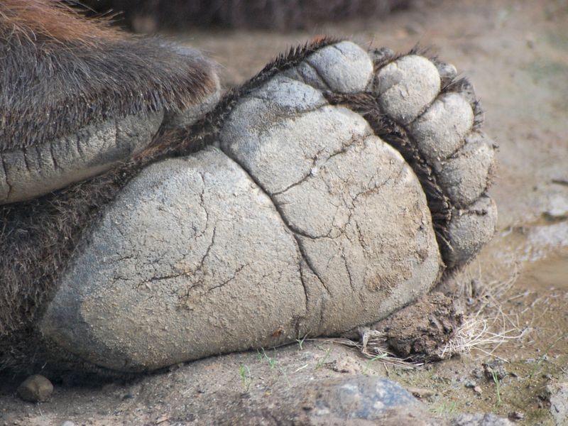 Sleeping Brown Bears Foot | Smithsonian Photo Contest | Smithsonian ...