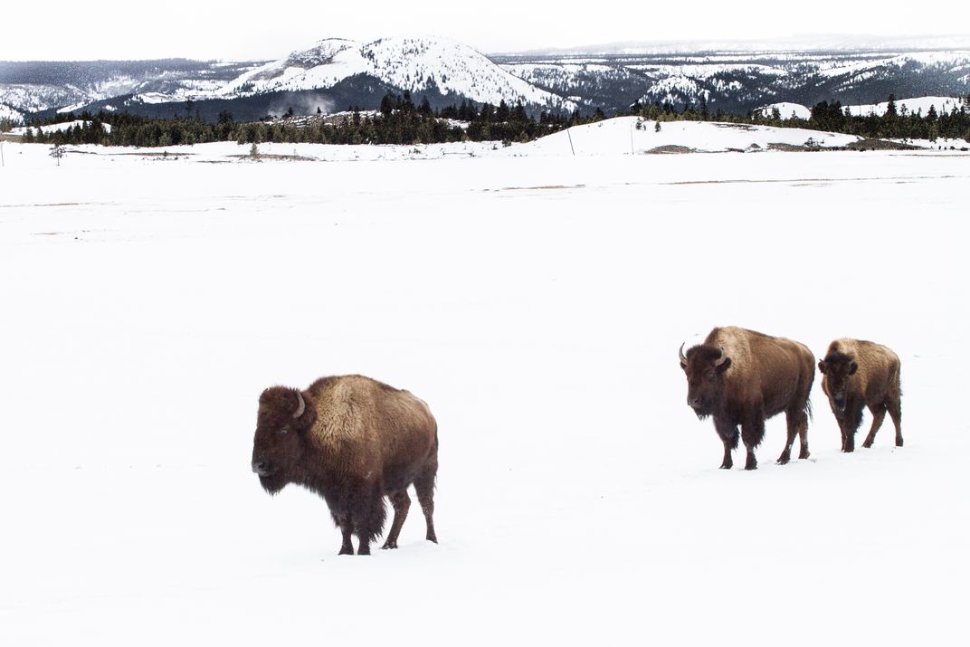 Three bison | Smithsonian Photo Contest | Smithsonian Magazine
