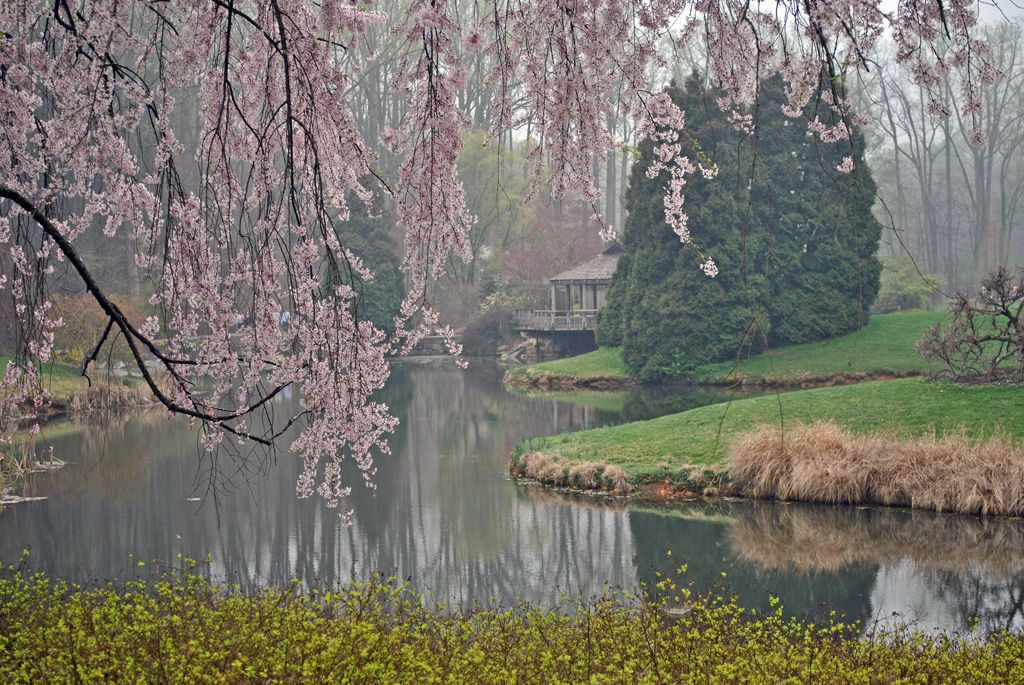 Visiting Brookside Garden each year in spring time. | Smithsonian Photo ...