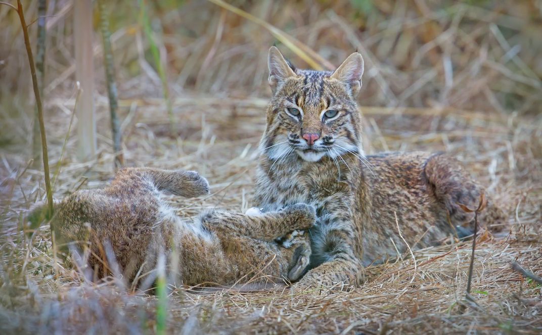 Bobcat and kitten playing | Smithsonian Photo Contest | Smithsonian ...