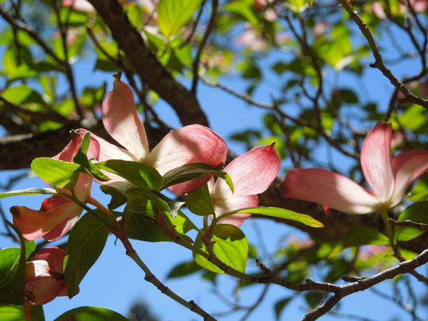 Latest dogwood Photos | Smithsonian Photo Contest | Smithsonian Magazine