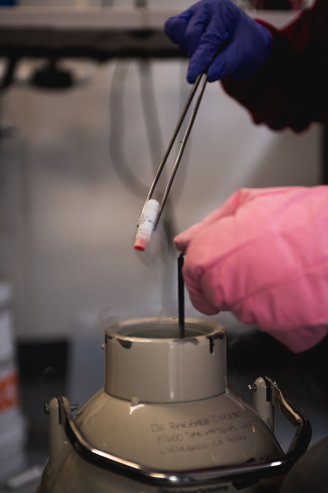 sunflower starfish lab