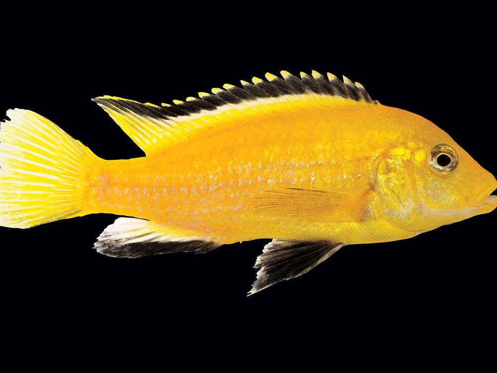 malawi fish