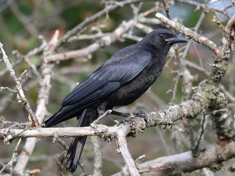 An American Crow | Smithsonian Photo Contest | Smithsonian Magazine