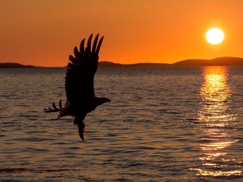 Sea eagle at sunset | Smithsonian Photo Contest | Smithsonian Magazine