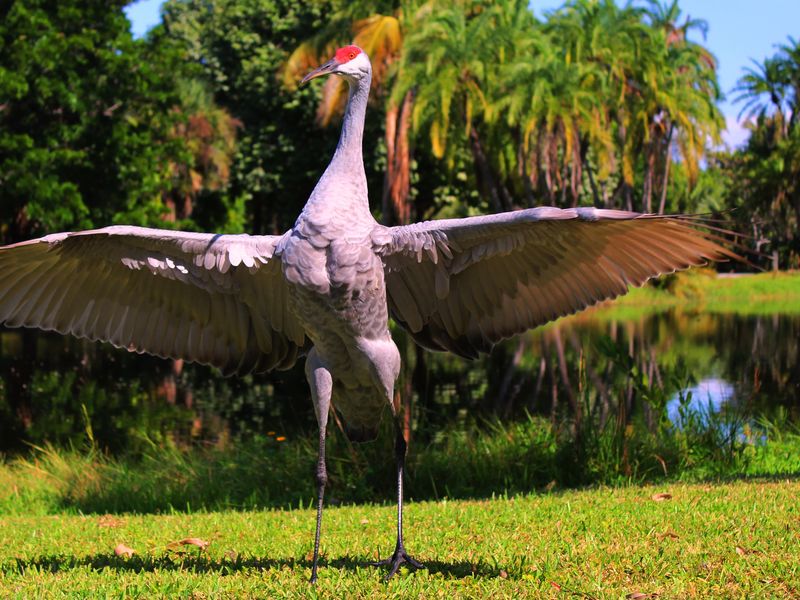 A Florida Sandhill Crane in Key Biscayne | Smithsonian Photo Contest ...