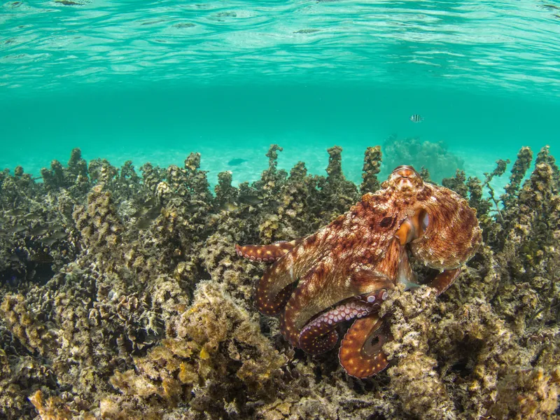 Octopus Hunting | Smithsonian Photo Contest | Smithsonian Magazine