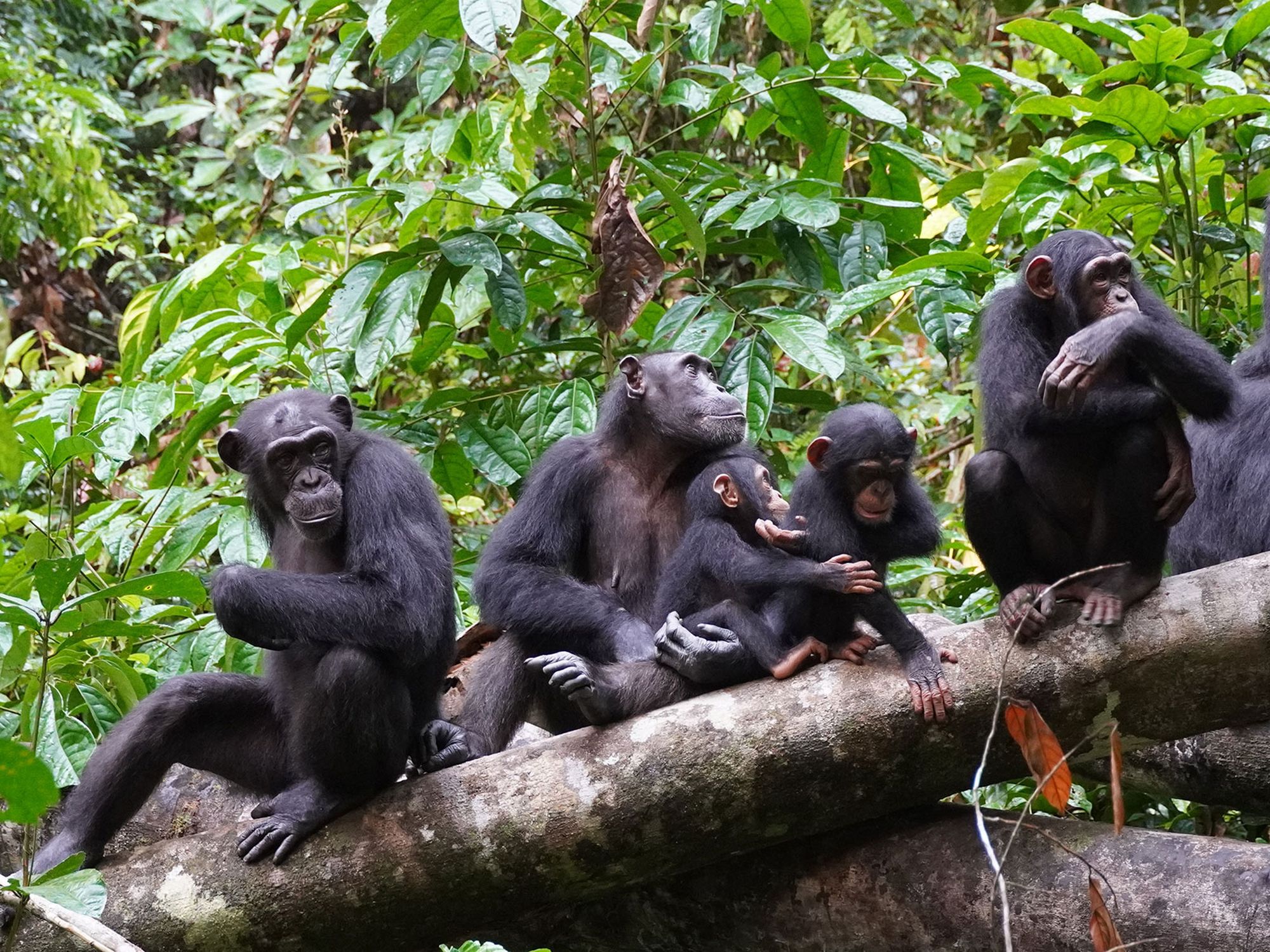 While Some Chimps Go Low, Others Go High to Avoid a Dangerous Fight