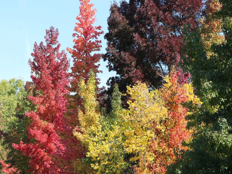 Color change in trees of the neighborhood | Smithsonian Photo Contest ...