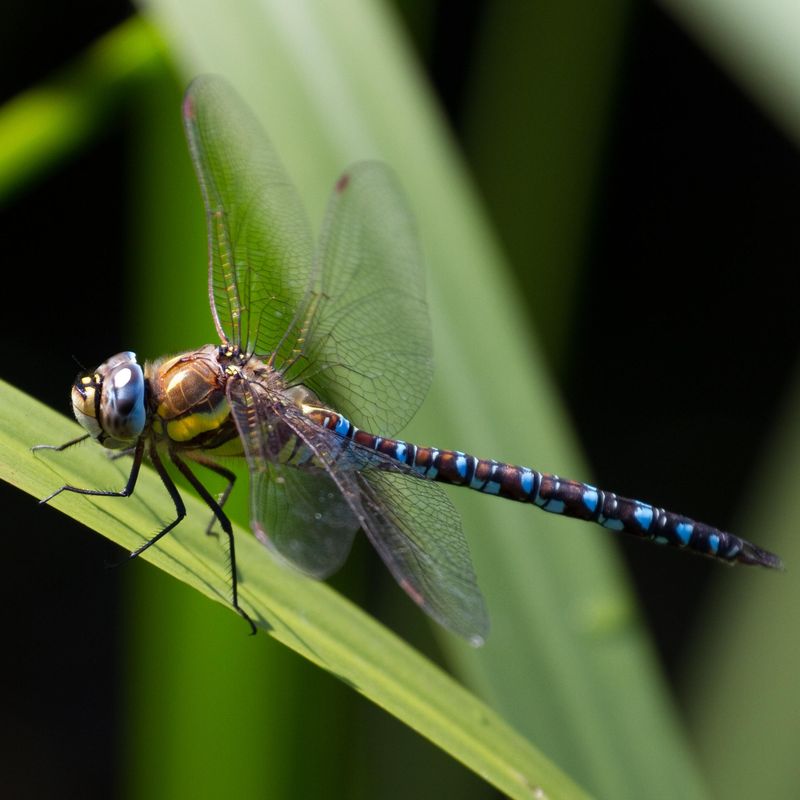 Dragonfly In Flight Dragonfly Flight Over Biotope Stock Photo