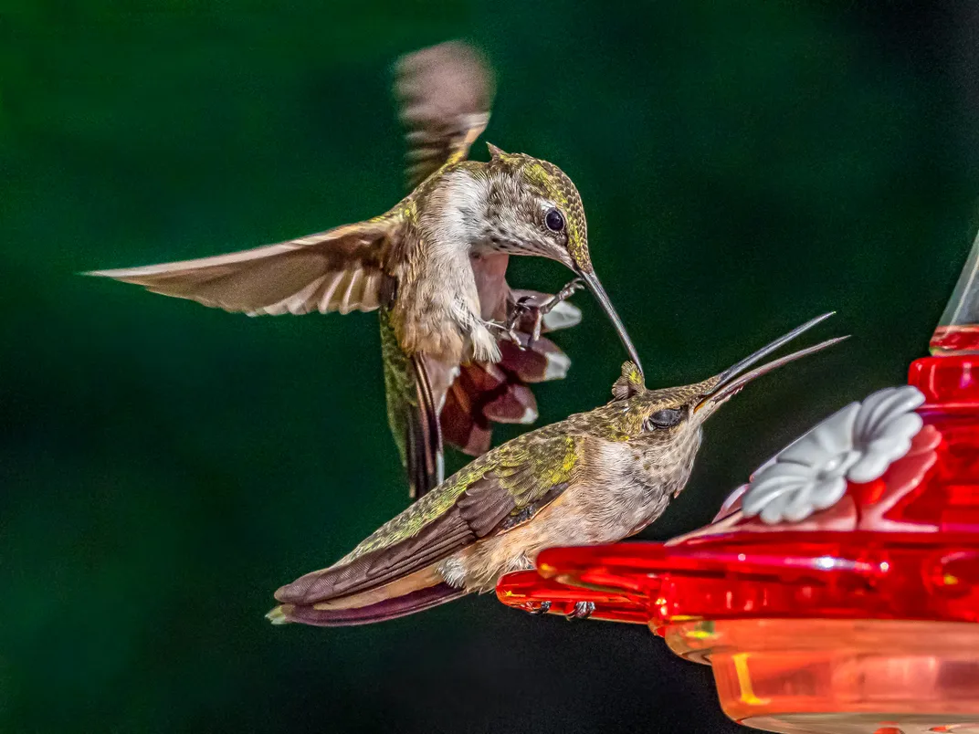 Ruby Throated Hummingbird Mating Ritual | Smithsonian Photo Contest ...