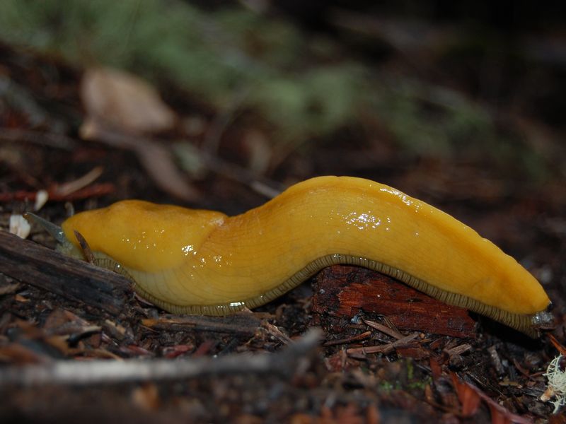 A Banana Slug in Big Basin redwoods State Park, California ...