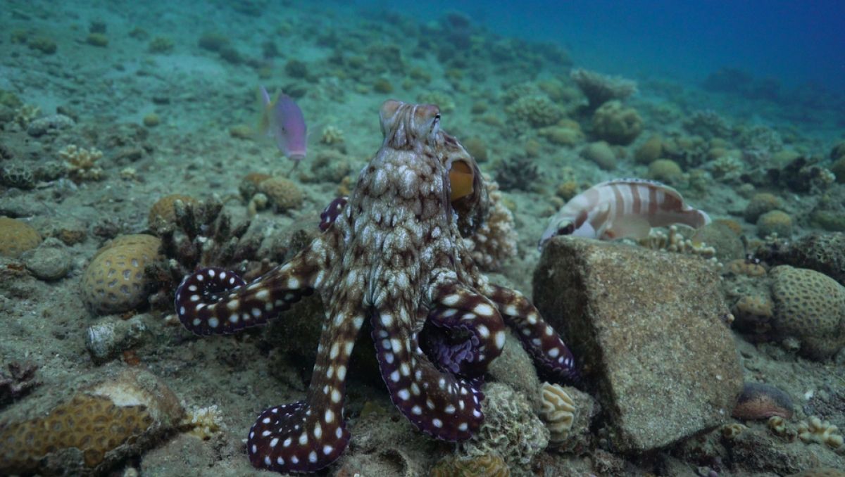 Watch Octopuses Team Up With Fish to Hunt—and Punch Those That Don't ...