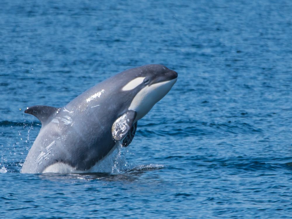 The Rarest Orca on earth | Smithsonian Photo Contest | Smithsonian Magazine