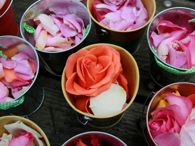 Rose Petals in Buckets Waiting to be Distributed | Smithsonian Photo ...