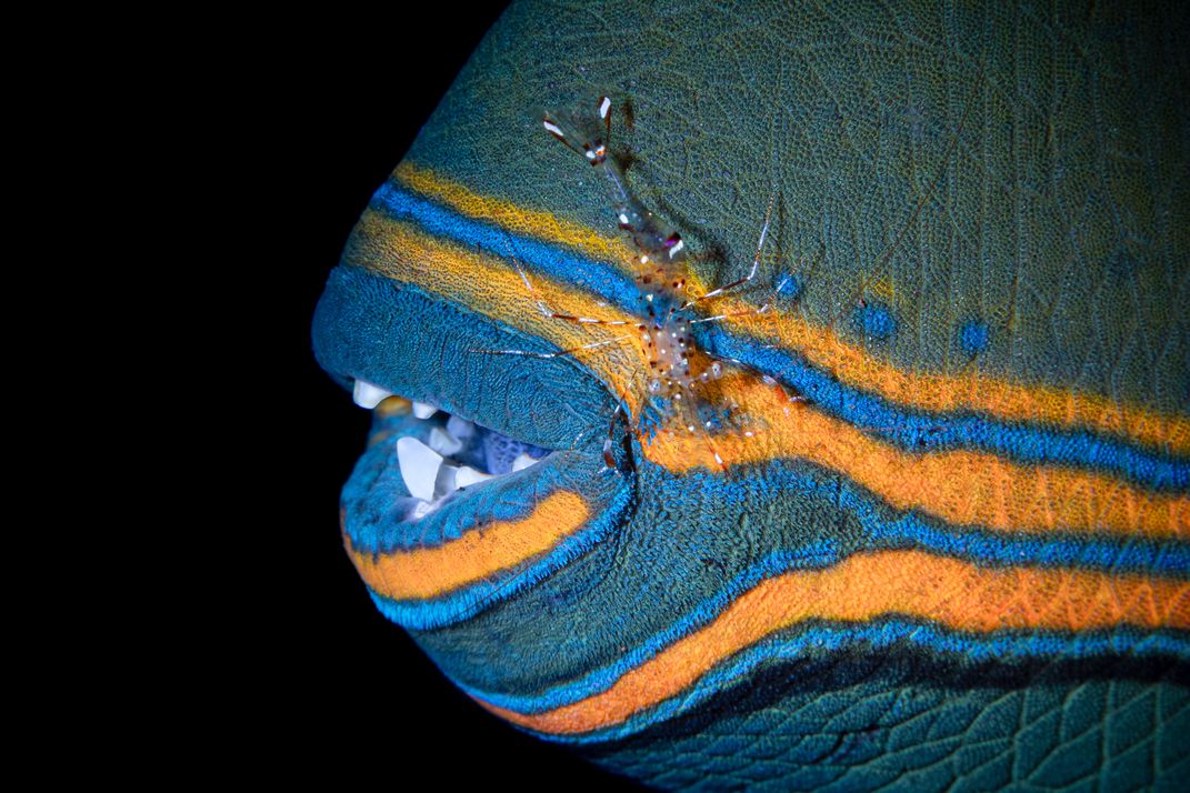 Trigger fish at a cleaning station | Smithsonian Photo Contest ...