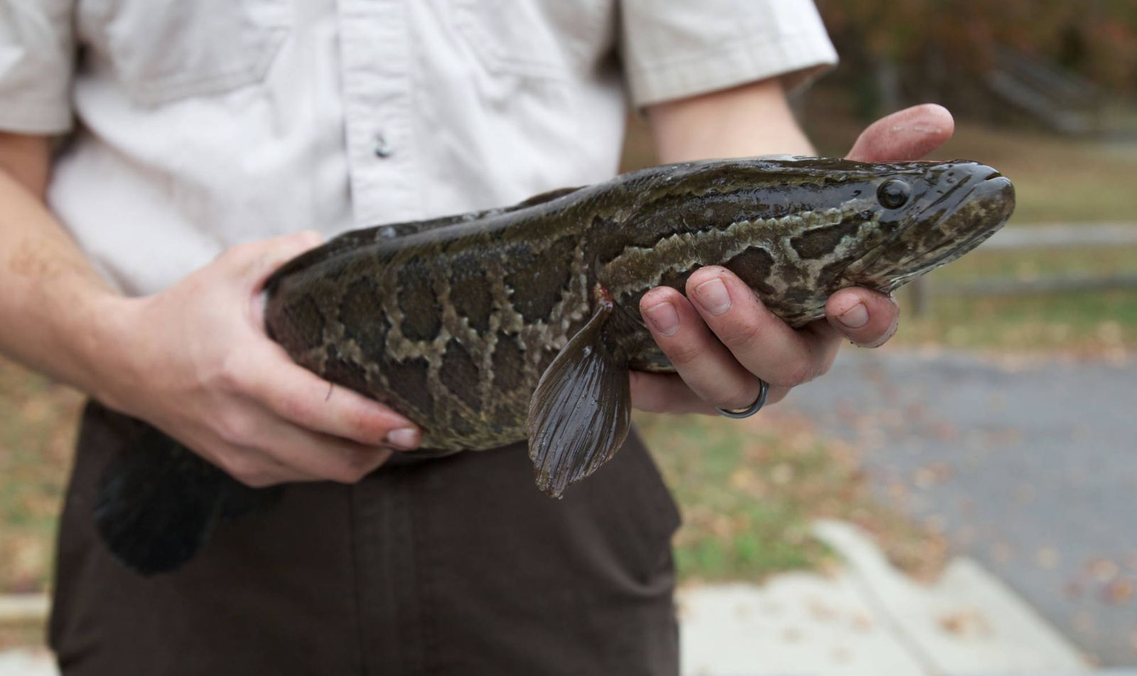 These Large, Snake-Like Fish Are Invading the United States—and ...