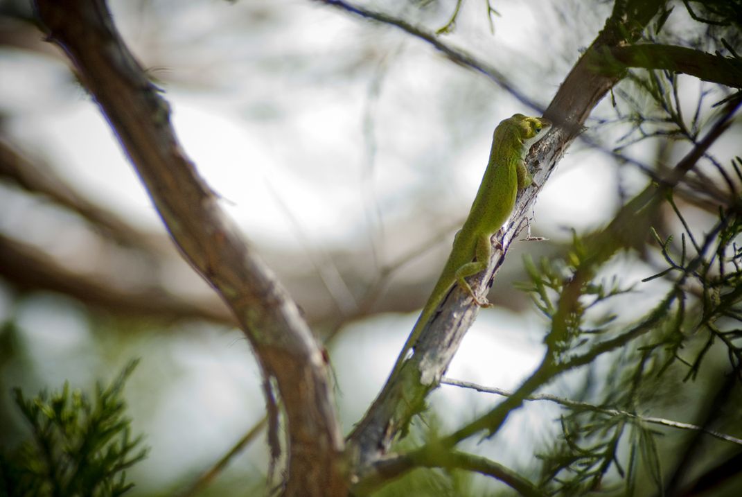 Lizard in a tree by the marsh. | Smithsonian Photo Contest ...