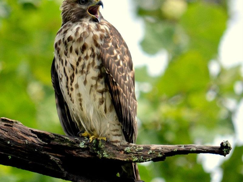 Adolescent Hawk | Smithsonian Photo Contest | Smithsonian Magazine