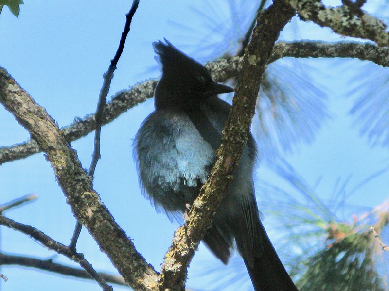 Stellar Jay in Southern Oregon | Smithsonian Photo Contest ...