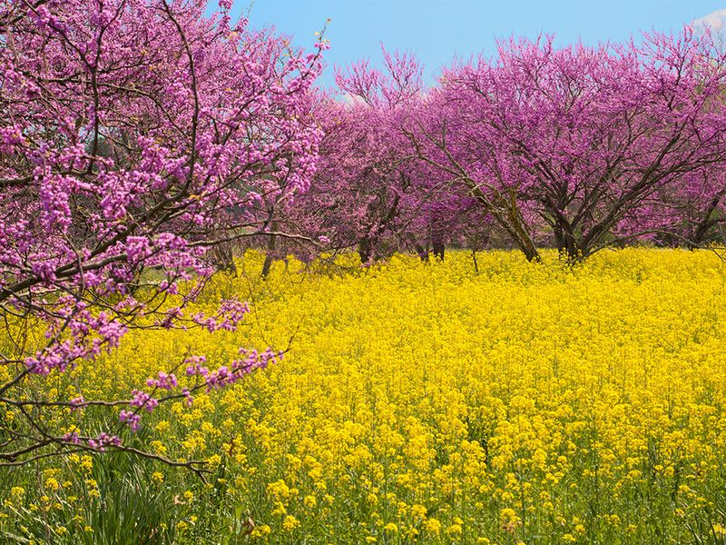 Redbud trees and goldenrods along Tennessee highway in Spring ...