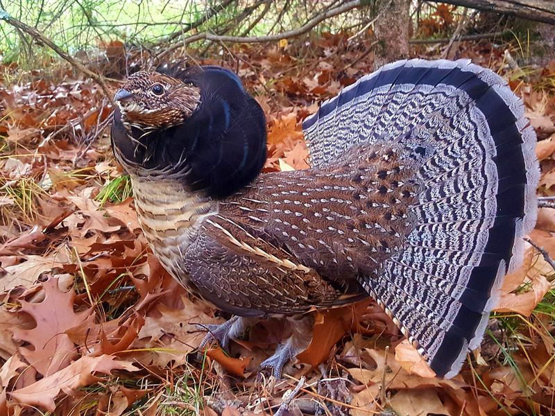 Ruffed grouse in Michigan's Upper Peninsula | Smithsonian Photo Contest ...
