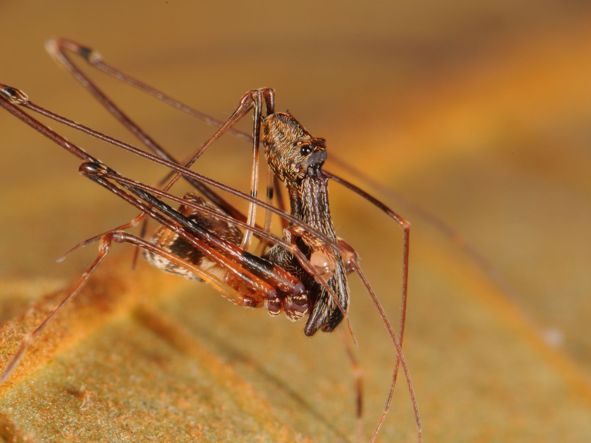 Check Out Some of Our Most Popular Discoveries From 2018 | Smithsonian ...