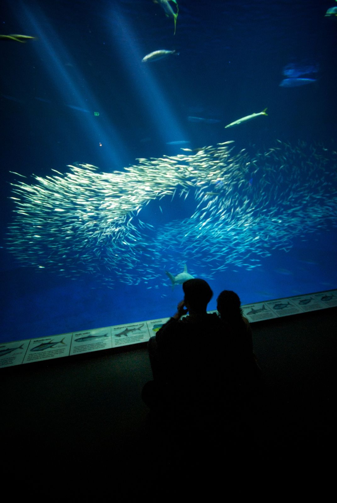 A child and parent enjoy a school of fish at the Monterey Bay Aquarium ...