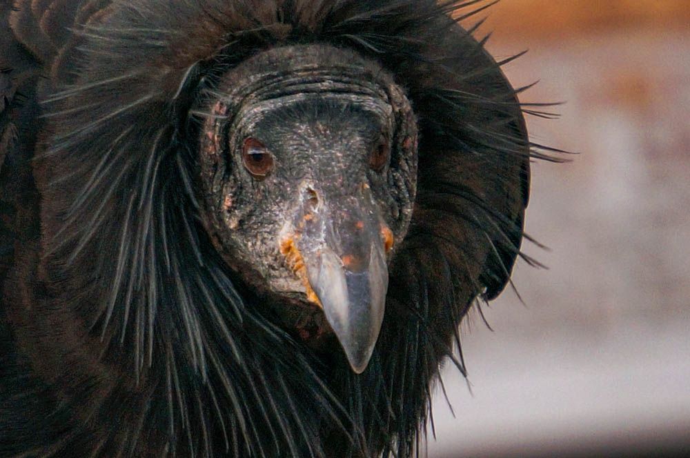 CONDOR FACE | Smithsonian Photo Contest | Smithsonian Magazine