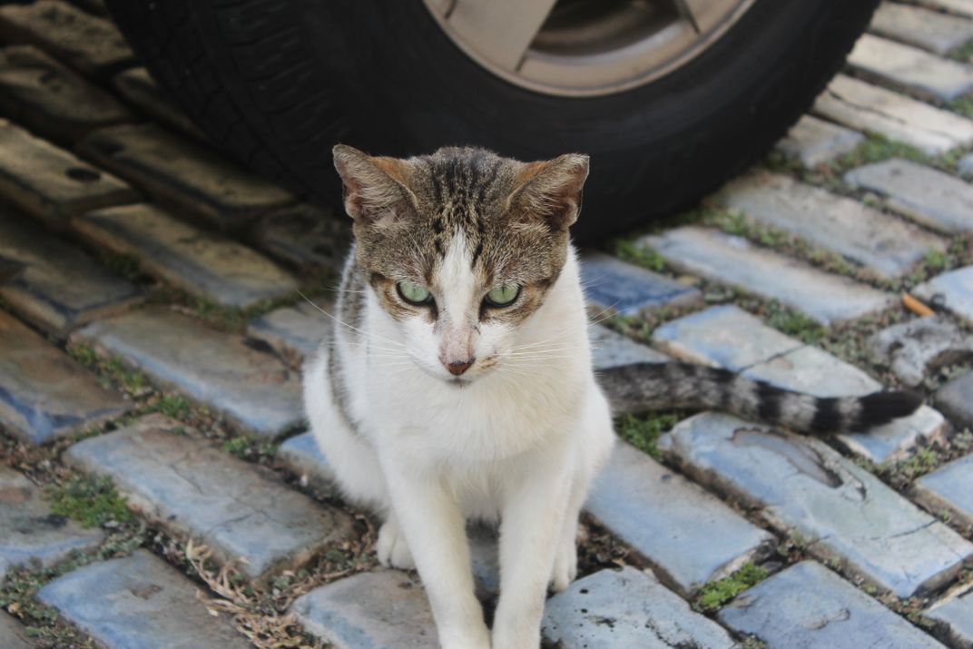 Stray Cat | Smithsonian Photo Contest | Smithsonian Magazine
