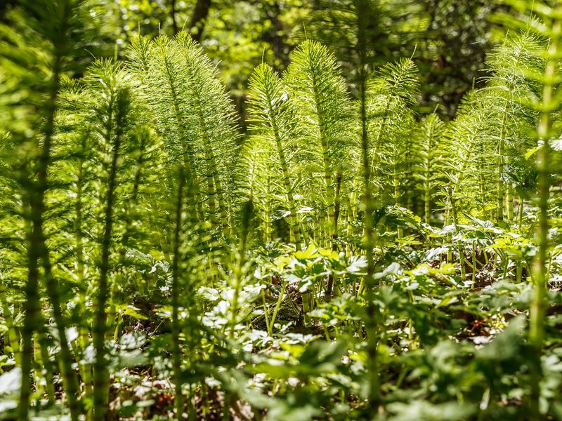 Bear Tails | Smithsonian Photo Contest | Smithsonian Magazine