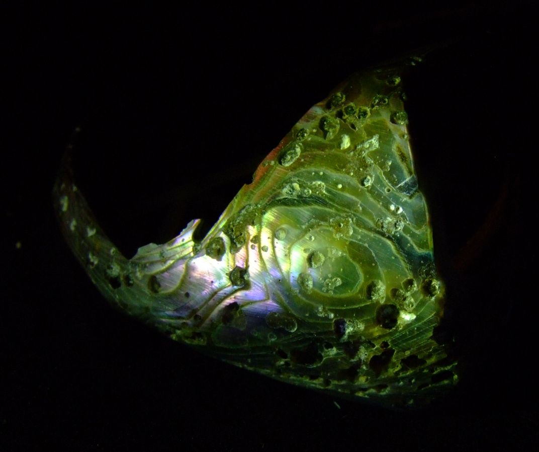 This is a piece of abalone shell that I cut and polished. The odd ...