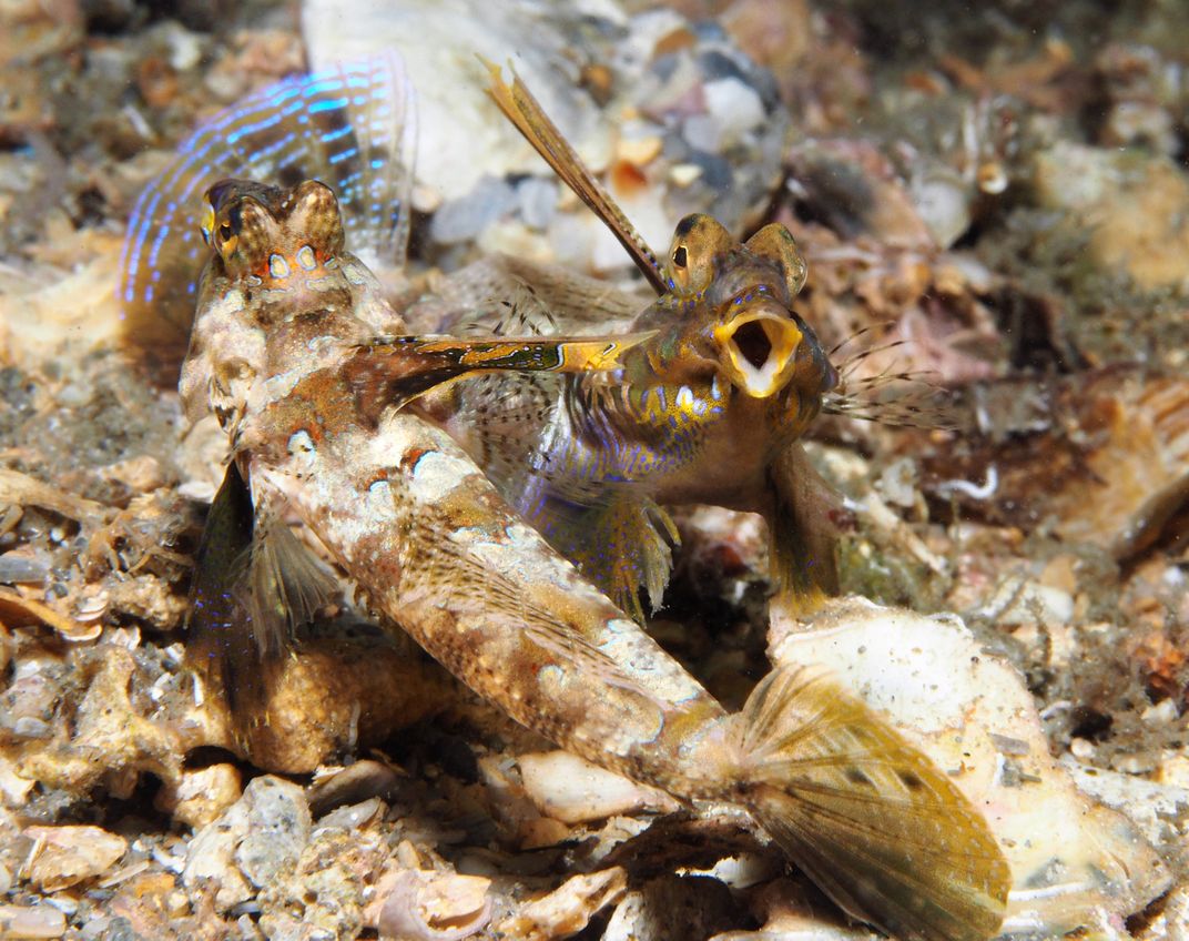 Fighting Lancer Dragonettes | Smithsonian Photo Contest | Smithsonian ...