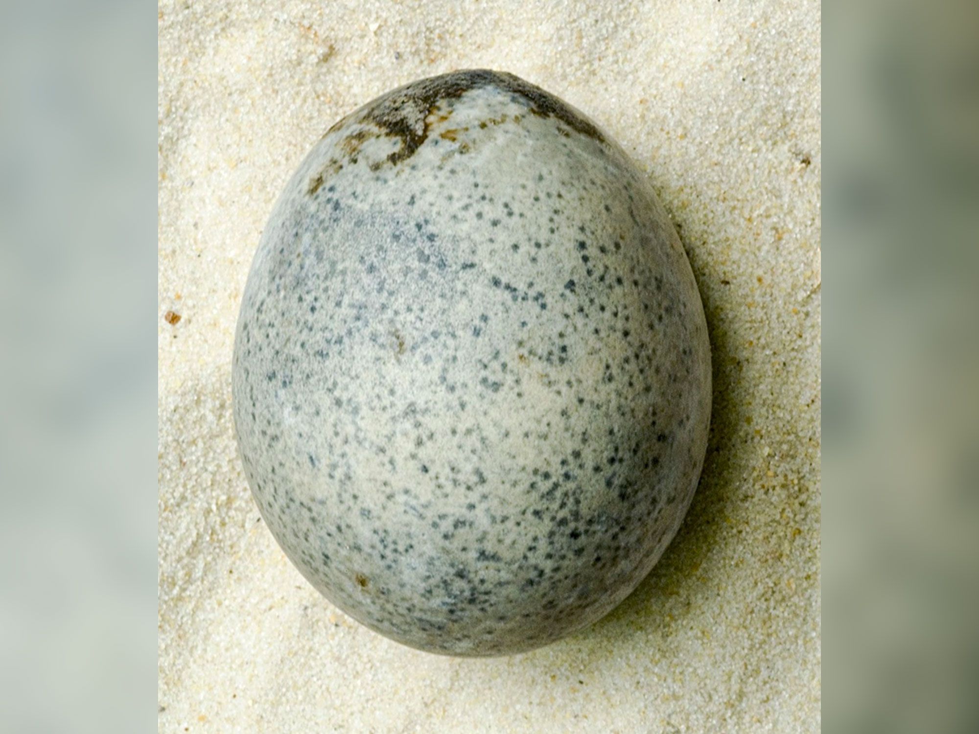 Archaeologists Were 'Amazed' to Find That a 1,700-Year-Old Chicken Egg ...