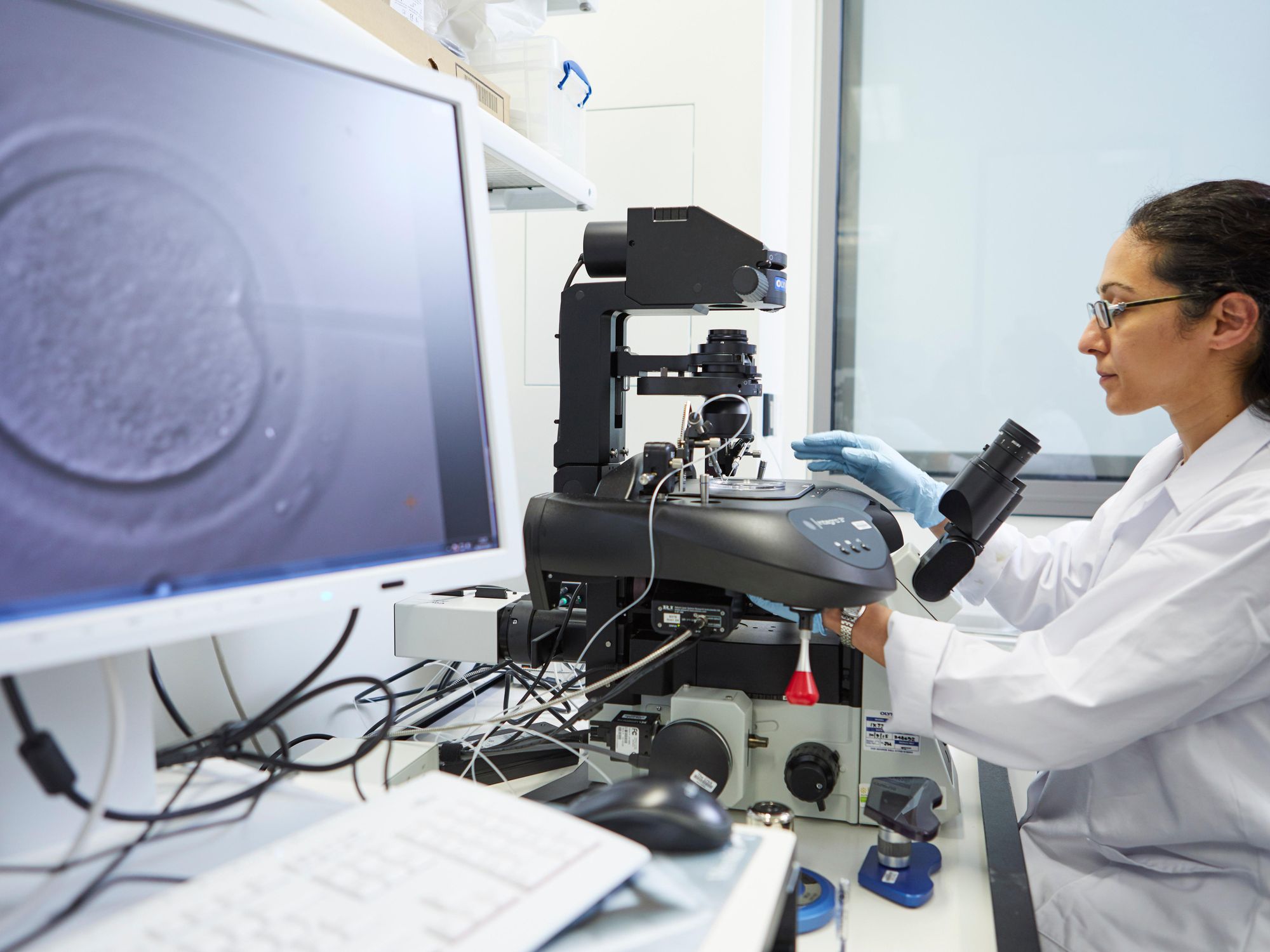 Gene Editing of Embryos Gives Insight Into Basic Human Biology