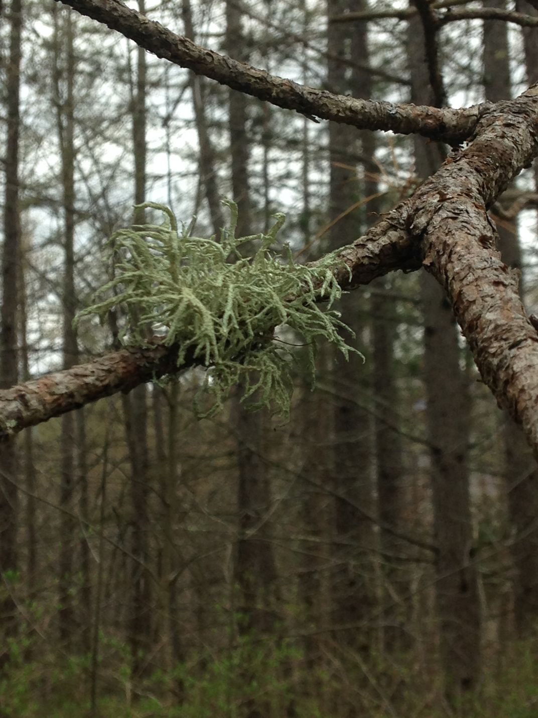 Lichen on a branch | Smithsonian Photo Contest | Smithsonian Magazine