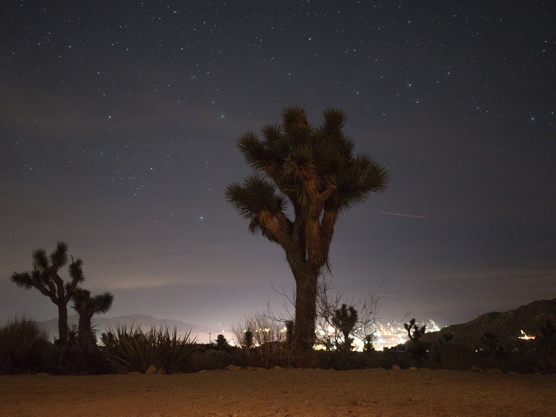 Joshua Tree at Night | Smithsonian Photo Contest | Smithsonian Magazine