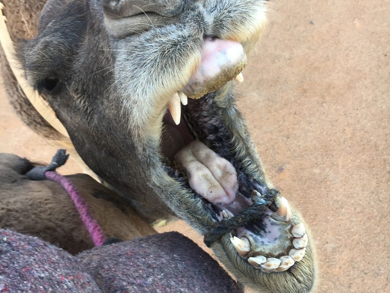 A love sick camel | Smithsonian Photo Contest | Smithsonian Magazine