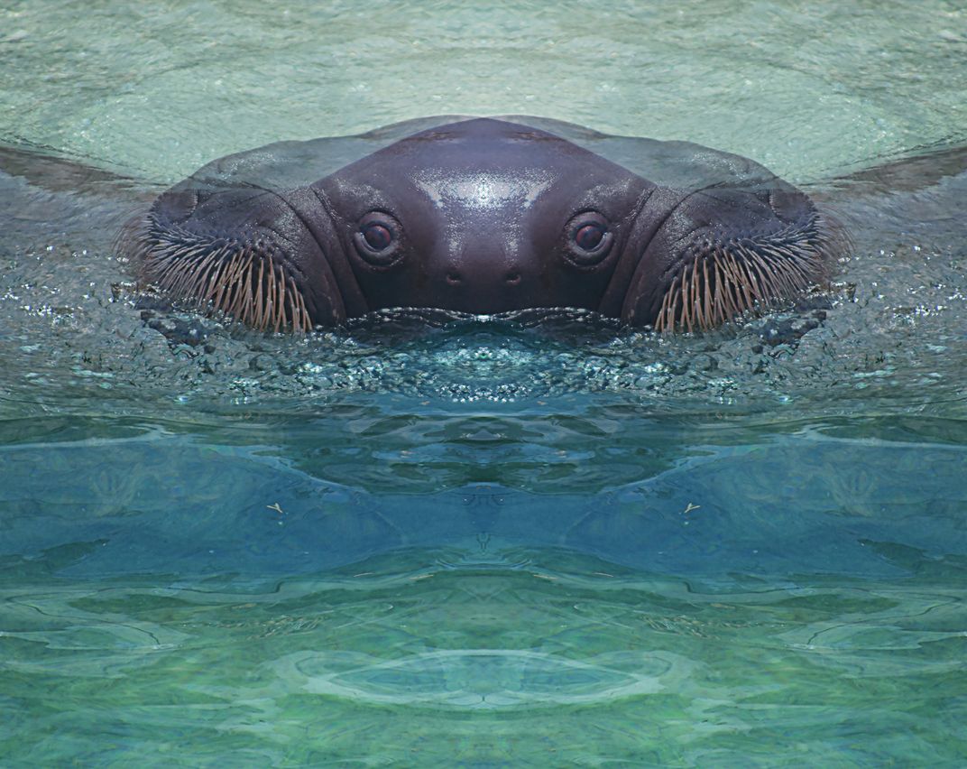 walrus profile | Smithsonian Photo Contest | Smithsonian Magazine